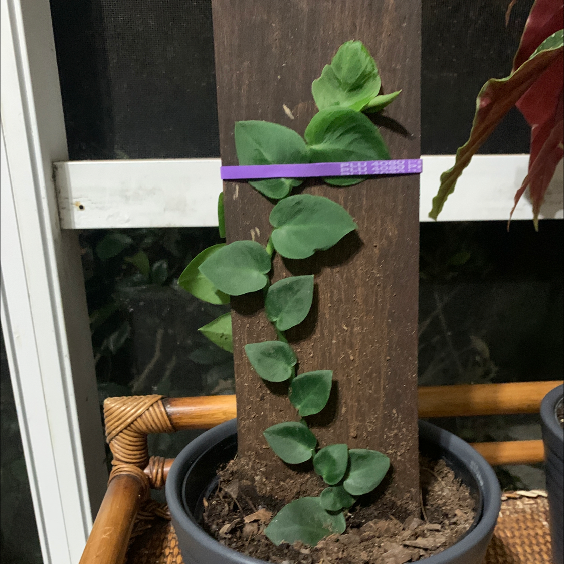 Why Are the Leaves on My Rhaphidophora hayi Turning Yellow? 🍂