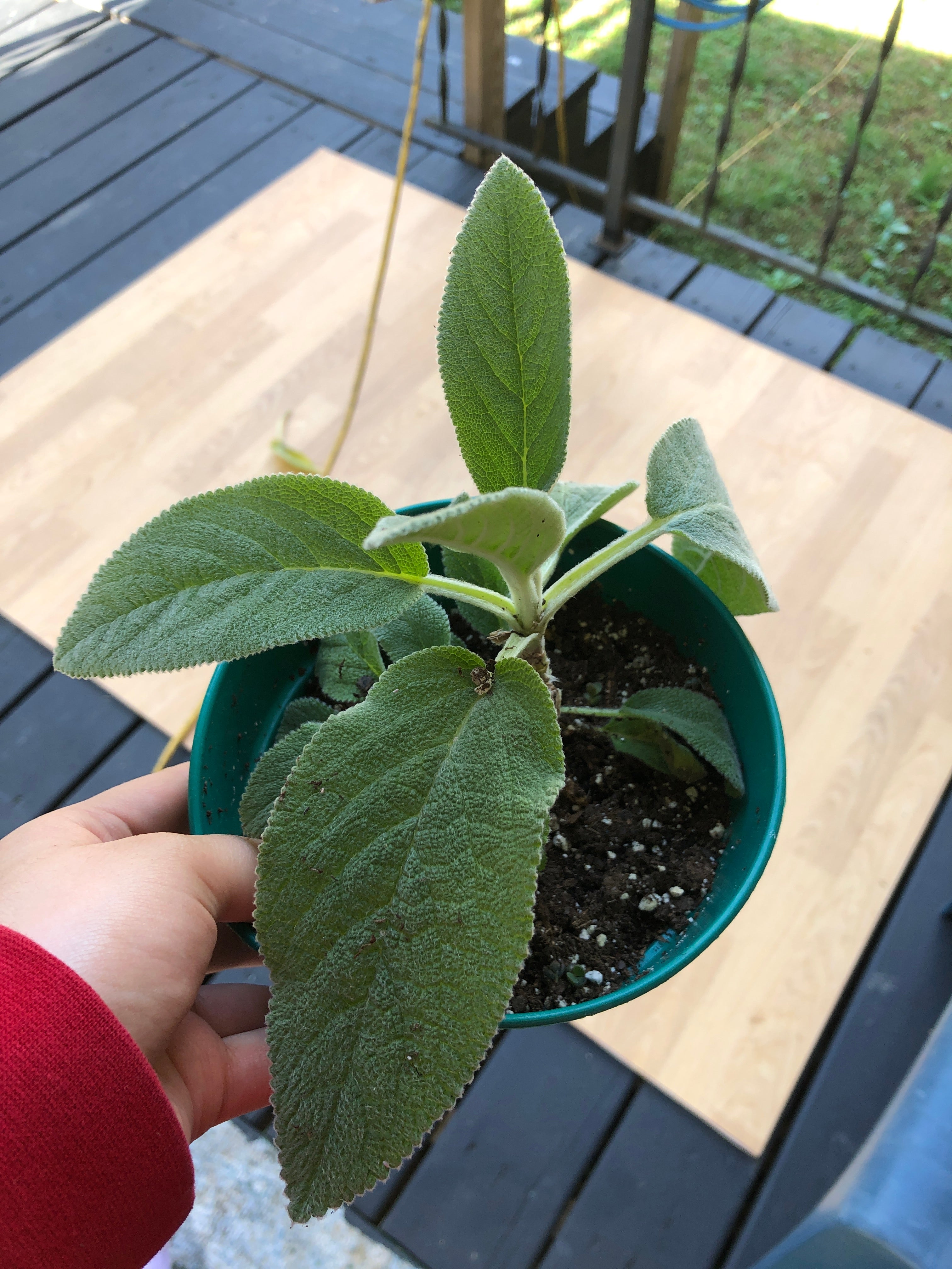 What Are The Bugs on My Common Sage? 🐛
