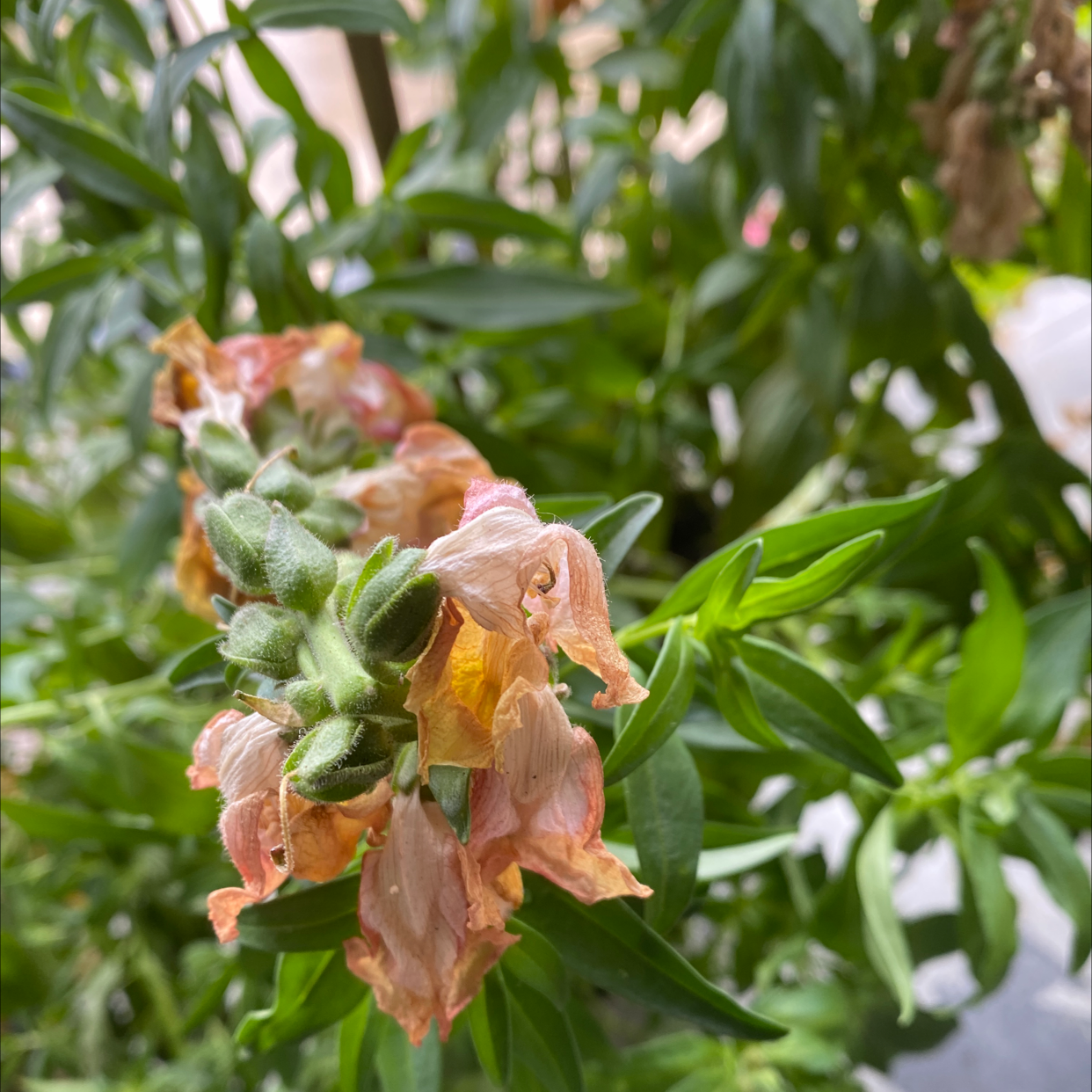 Why Are There Brown Spots on My Common Snapdragon?