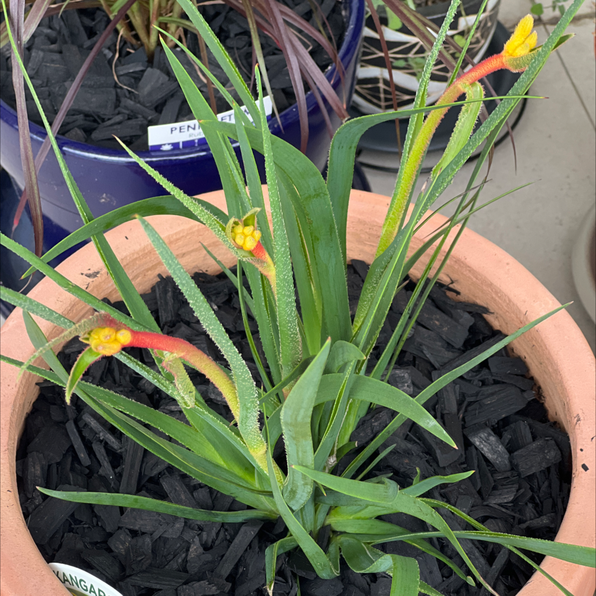 Personalized Bush Tenacity Kangaroo Paw Fern Care: Water, Light ...