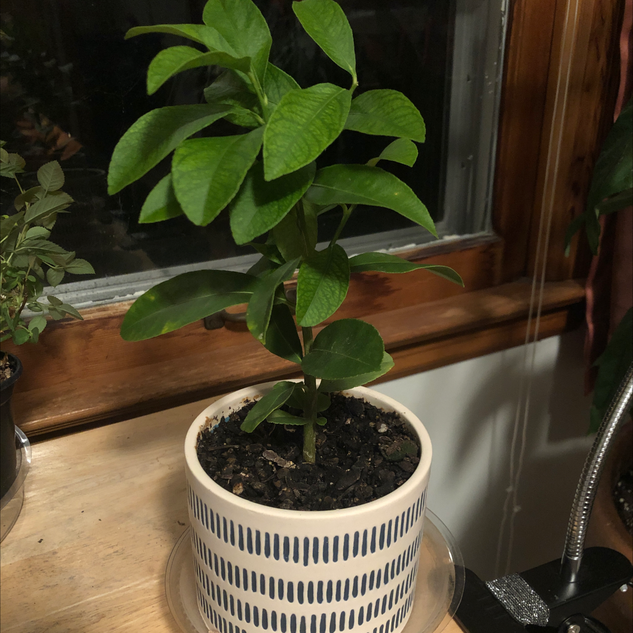 🍋 Why Are My Meyer Lemon Tree Leaves Turning Yellow?