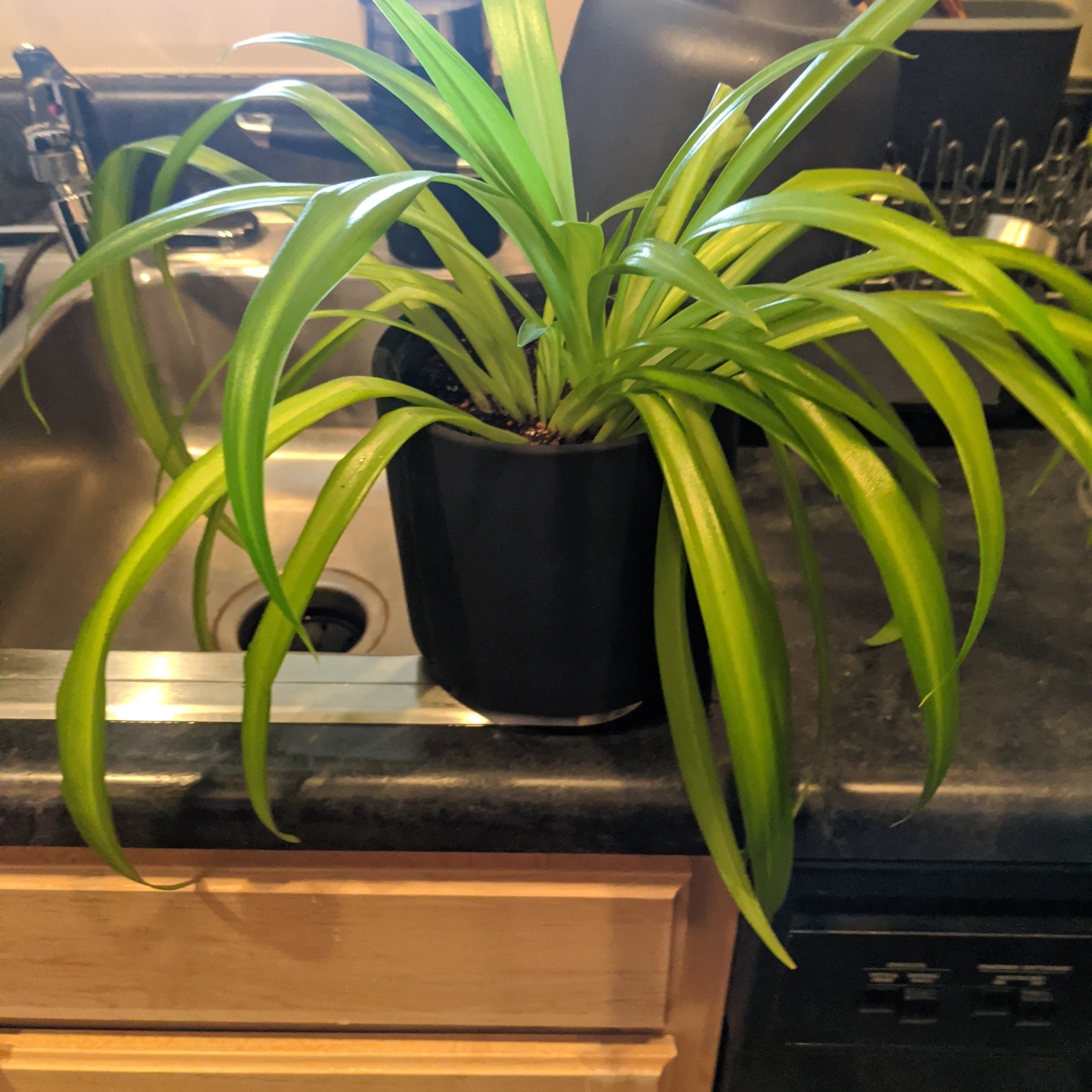 🕷 Why Is My Hawaiian Spider Plant Dropping Leaves?