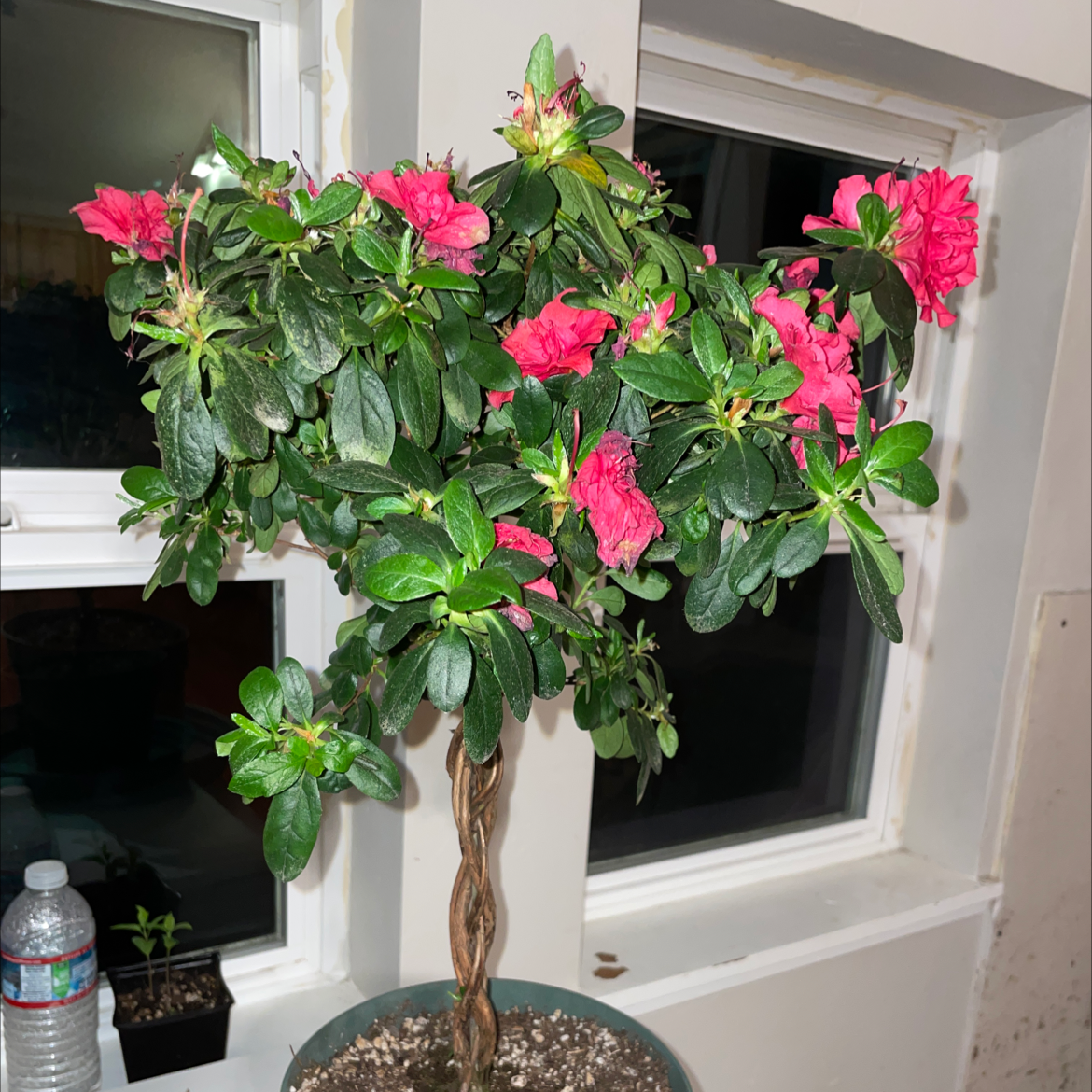 Best Potting Soil Mix for Rhododendron