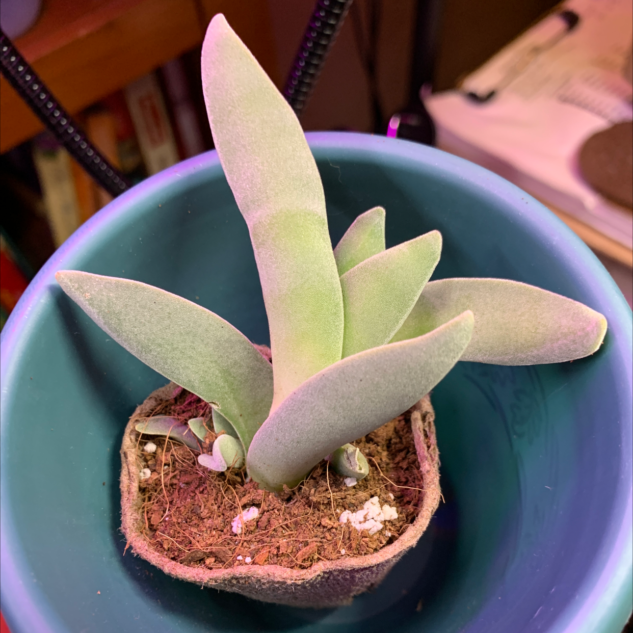 My Propeller Plant's Sunlight Needs