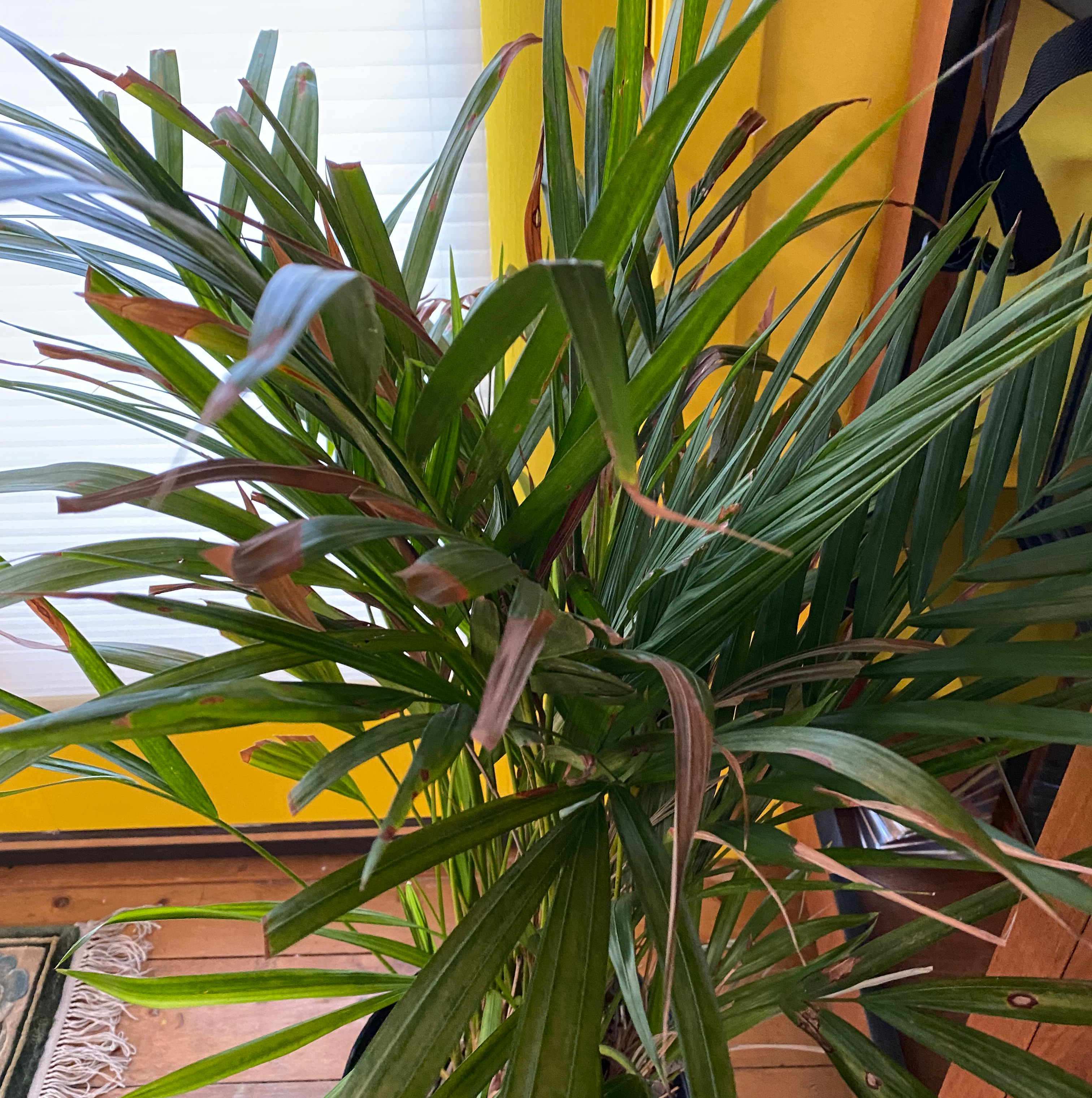 Propagating Your Kentia Palm: Step-by-step Guide