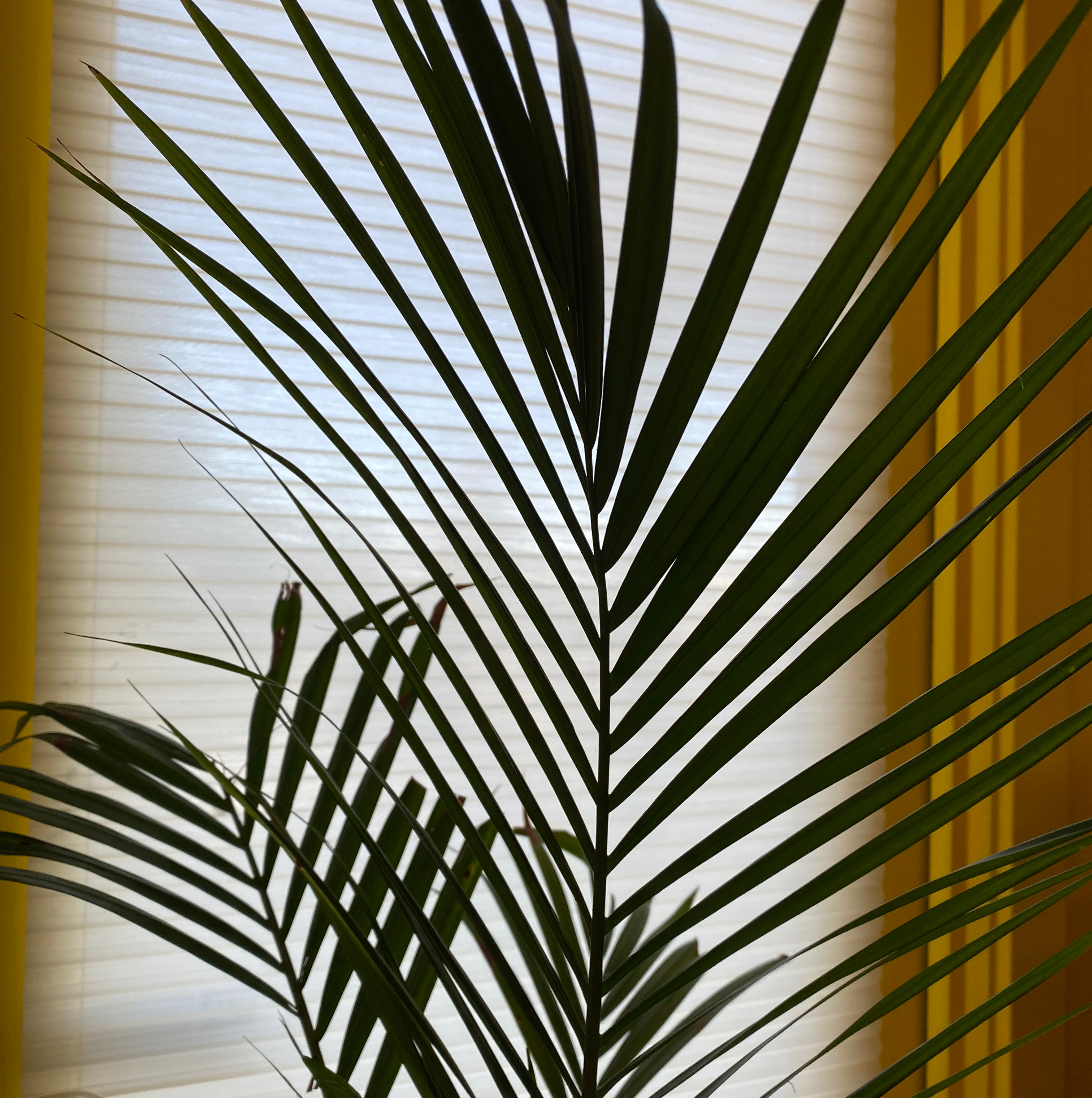 Why Are My Kentia Palm Leaves Falling Over?