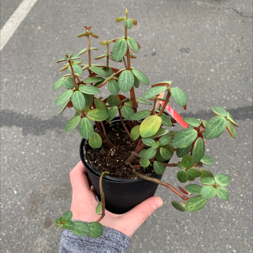 🌞 Does My Peperomia Red Log Need Direct Sunlight?