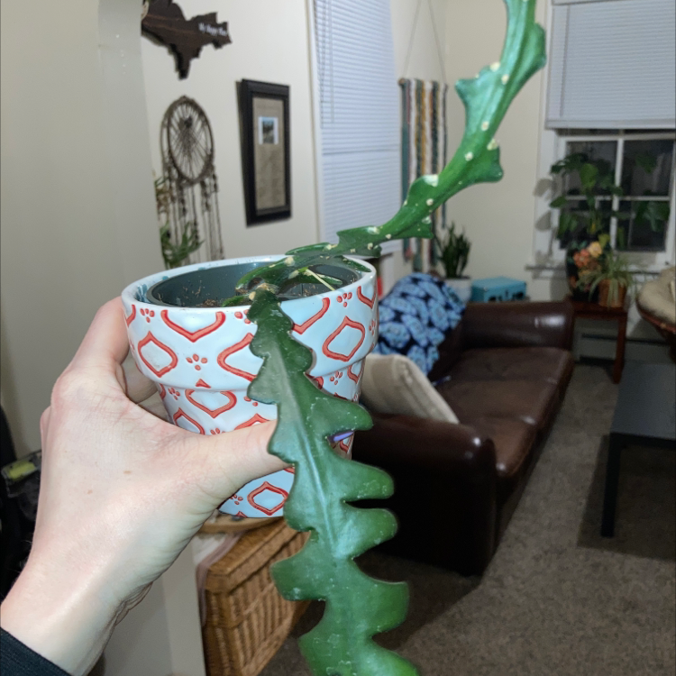 Am I Starving My Fishbone Cactus? Fertilizing 101