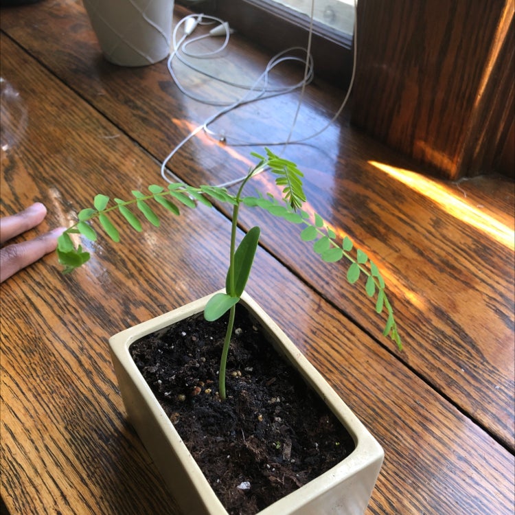 Flamboyant Tree Plant Care: Water, Light, Nutrients | Greg App 🌱