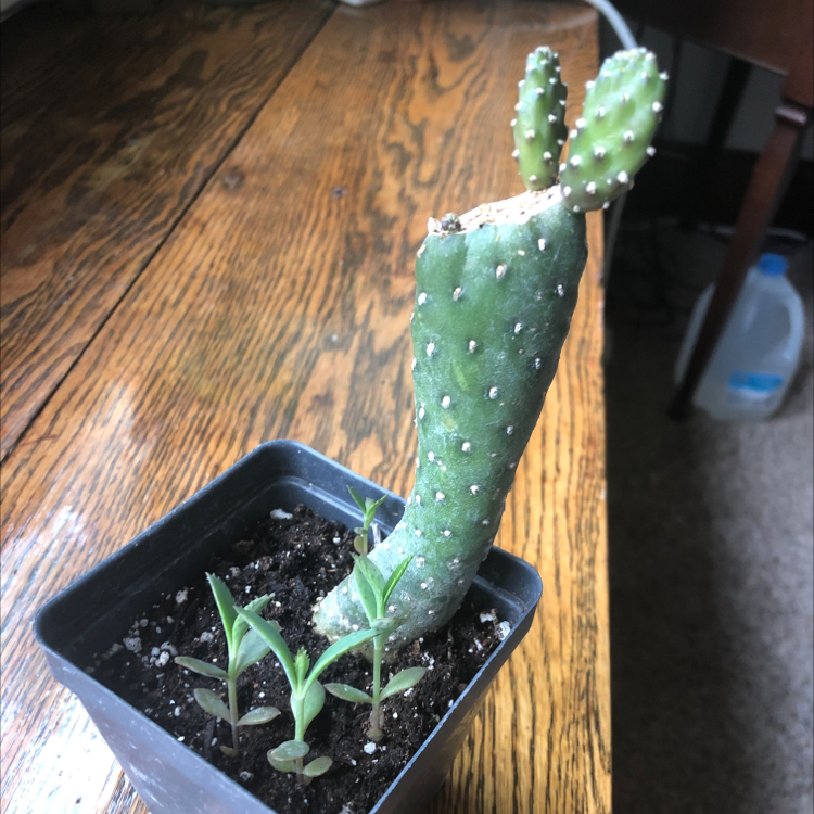 🌵 How to Prune Few-Spined Marble-Seeded Prickly Pear