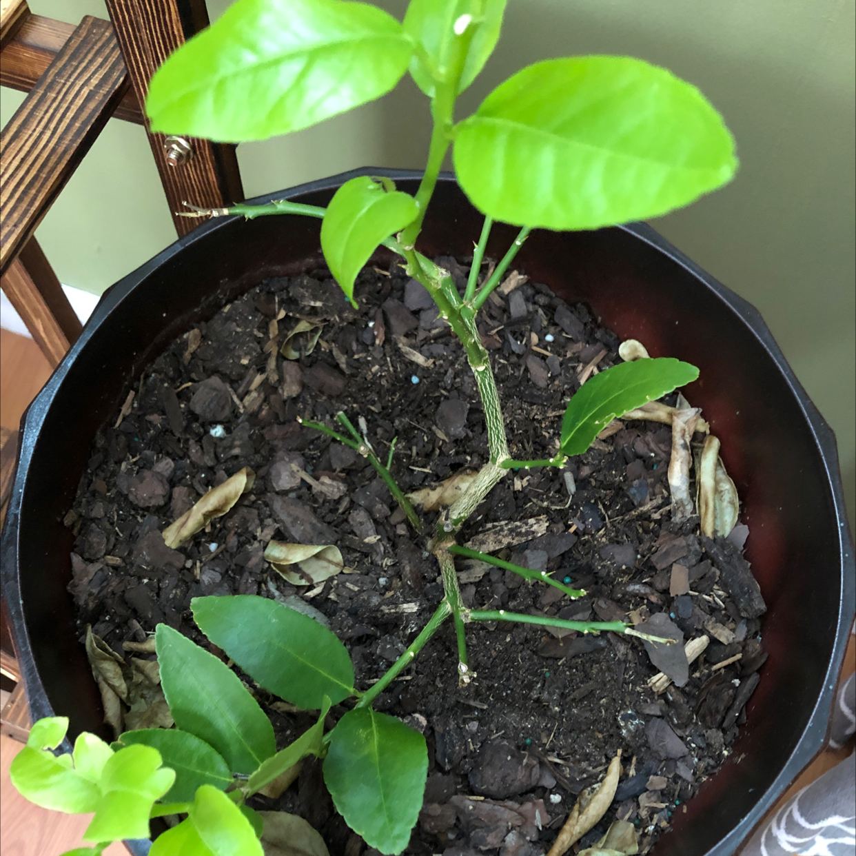 Makrut Lime Root Rot Solutions