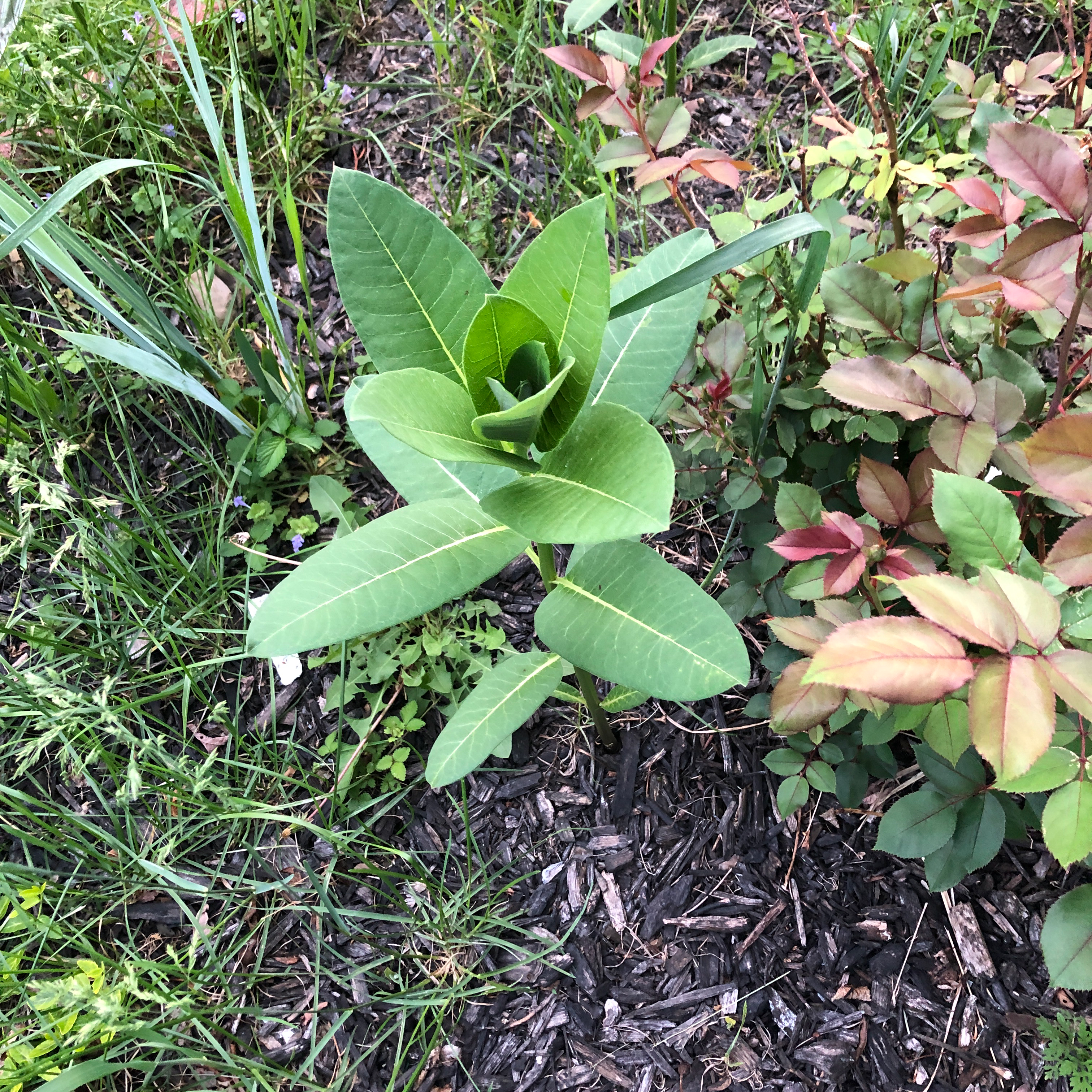 Common Milkweed - Fertilizing 101