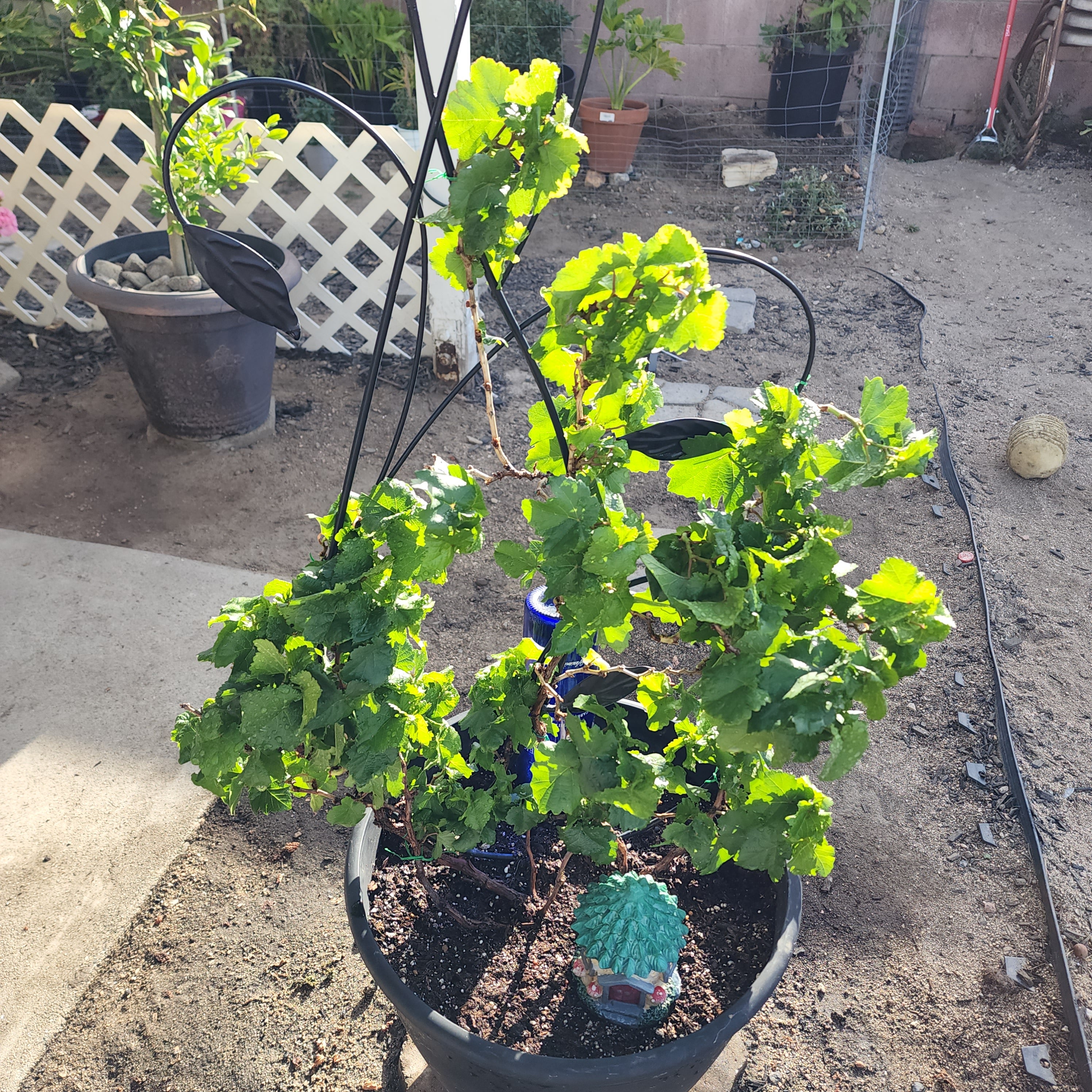 🍷 What Temperature Should My Wine Grape Be Kept At?