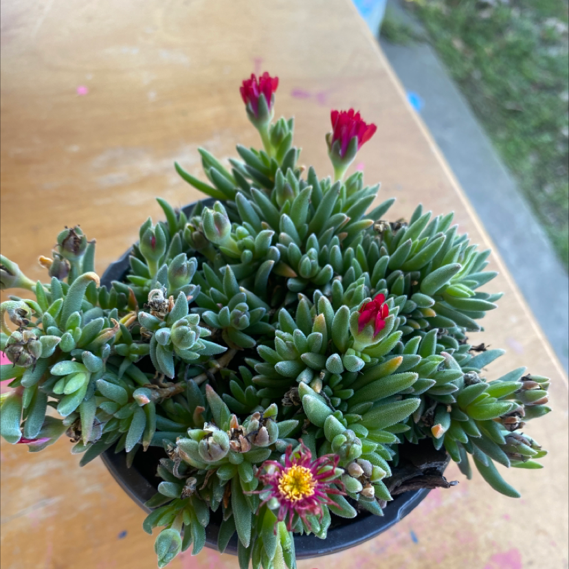 10 Benefits of Having a Chilean Sea Fig