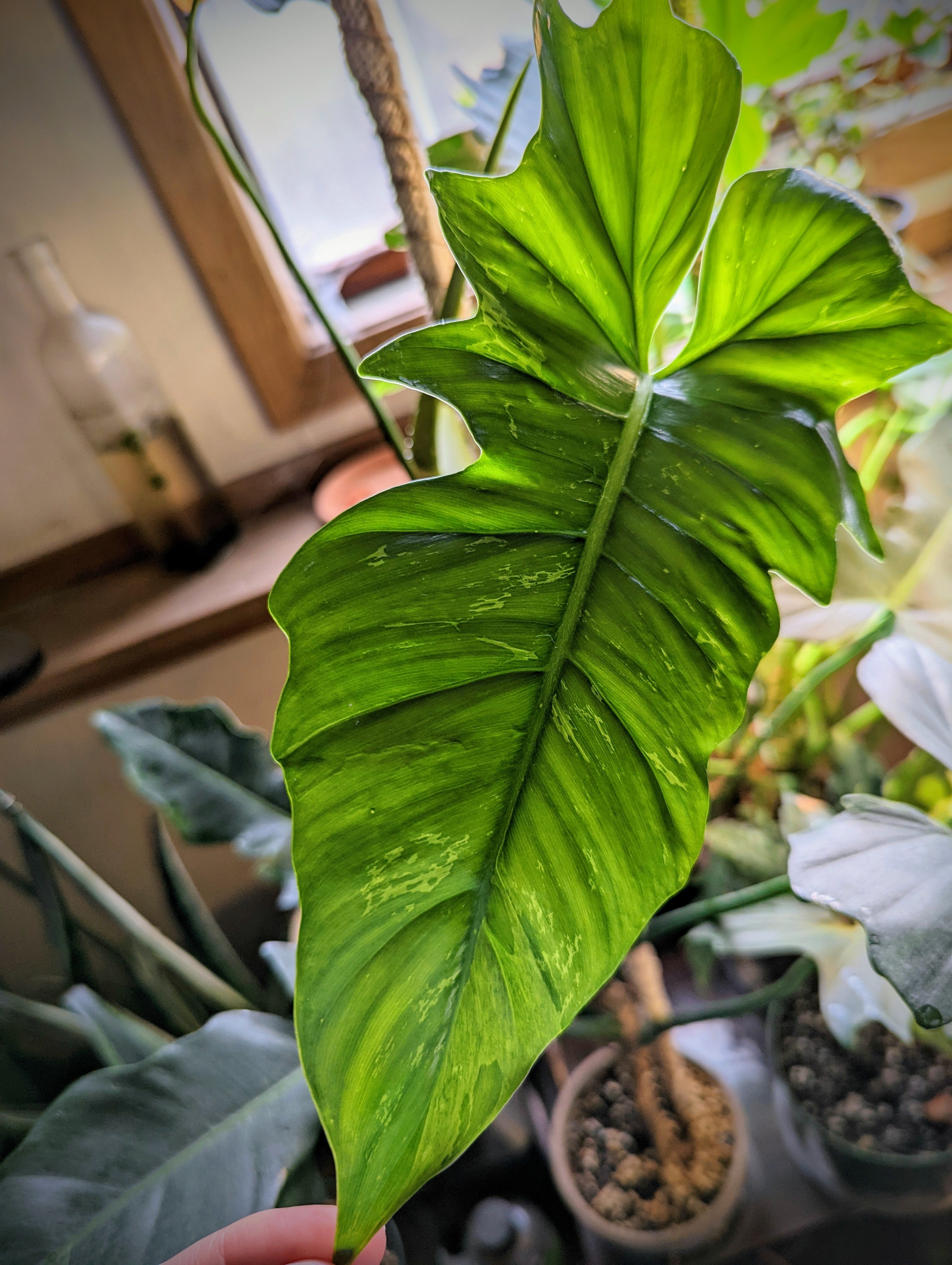 Propagating Golden Dragon Philodendron: Step-by-Step Guide