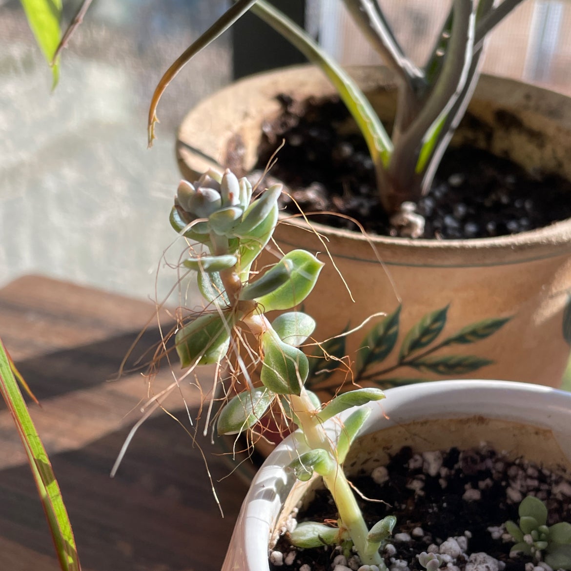 🎇 Propagating My Mexican Firecracker: Step-by-Step Guide
