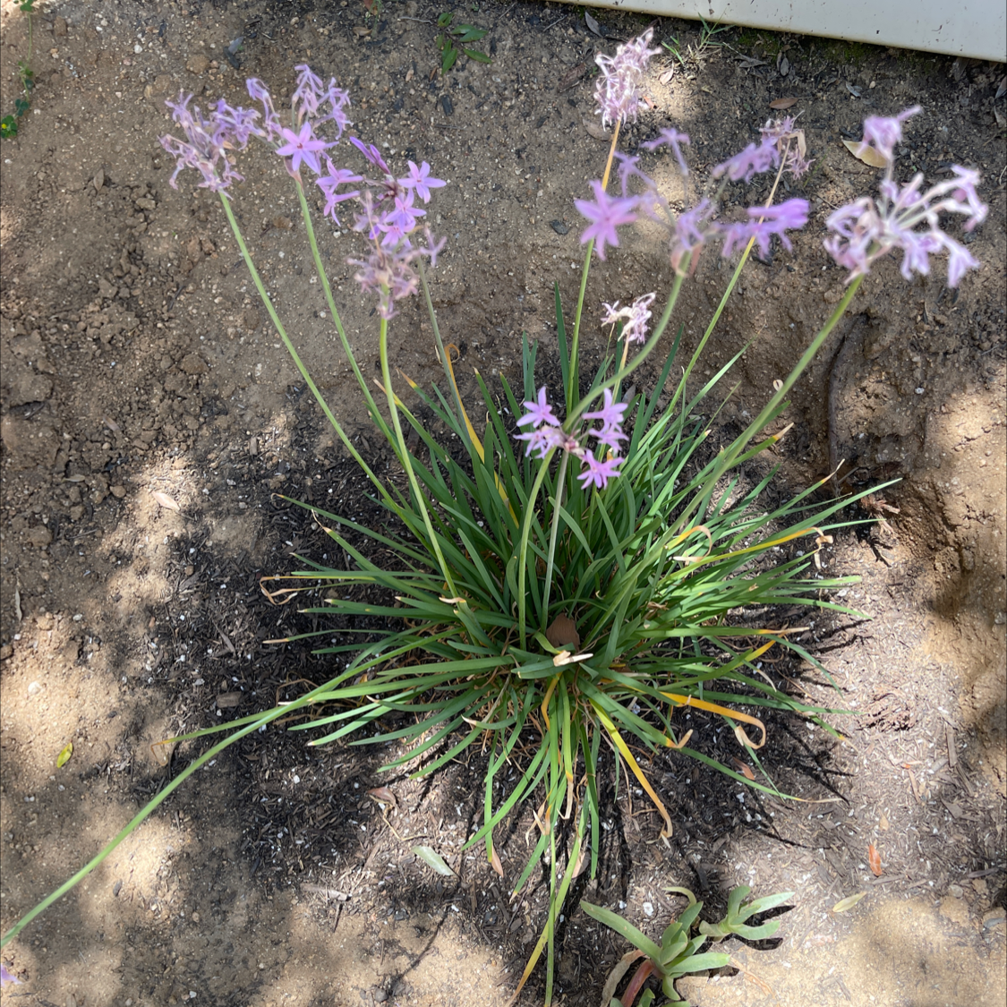 Propagating Your Society Garlic: Step-by-Step Guide