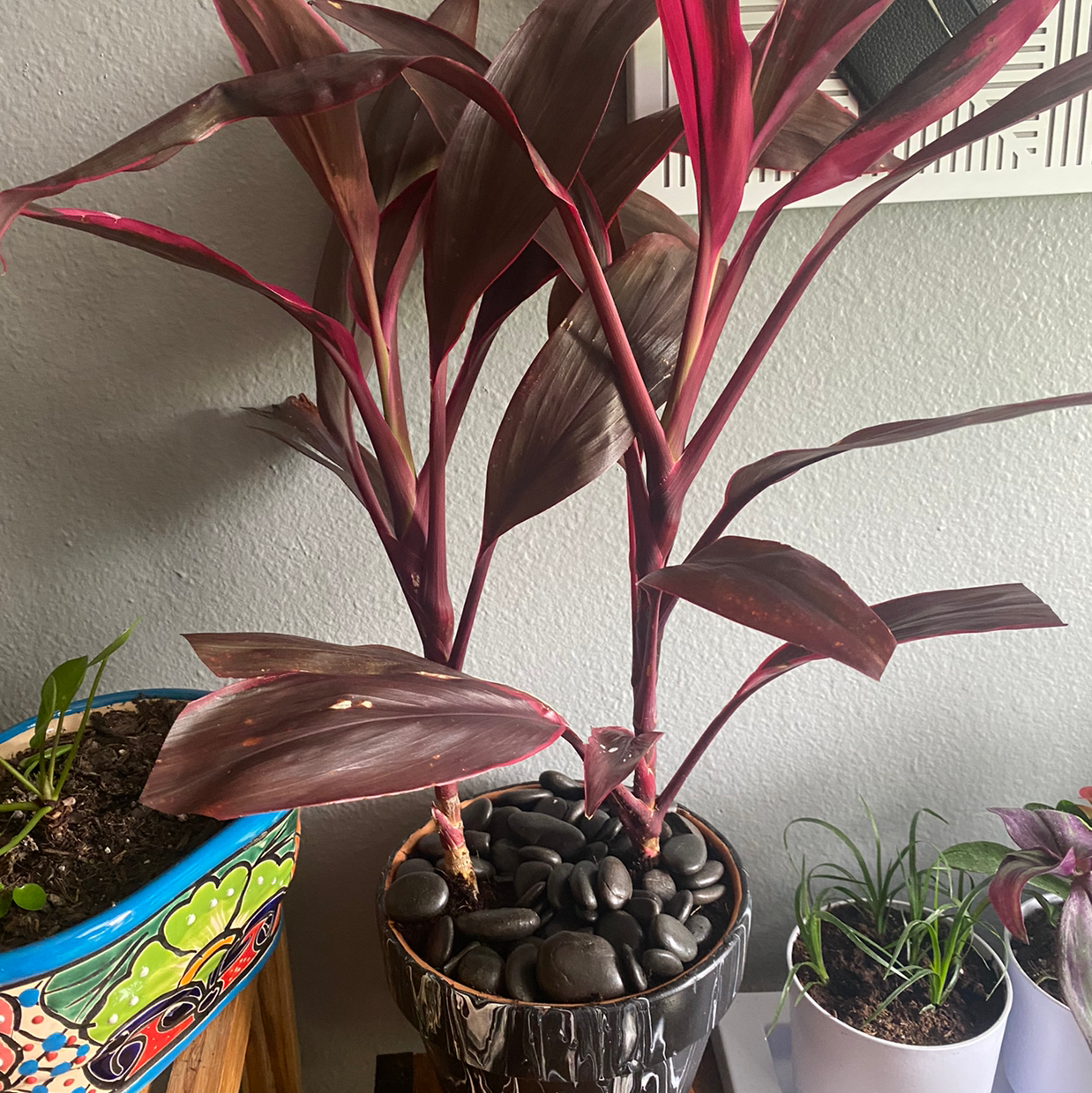 Your Ti Plant's Light Needs