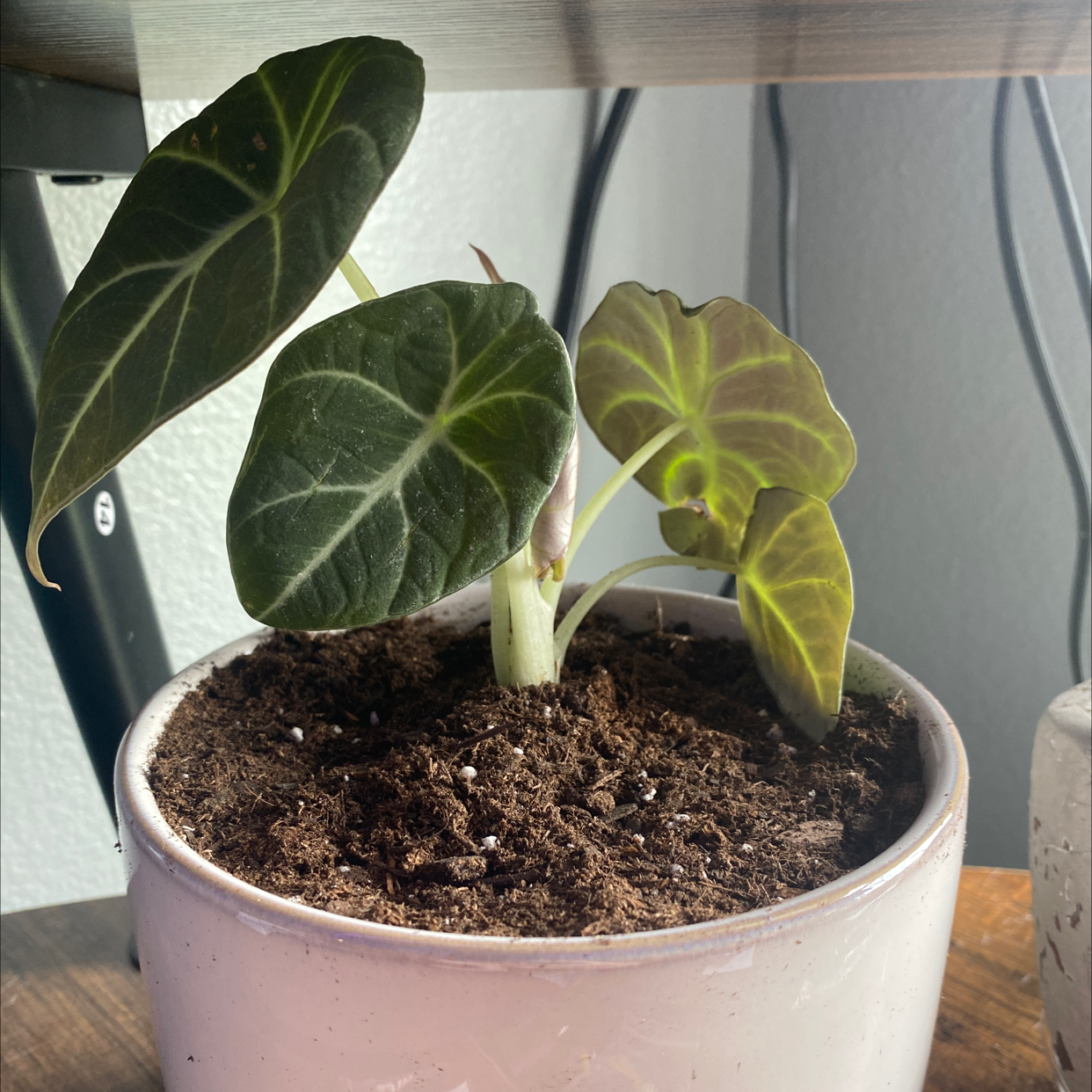💧 How Much Humidity Does My Alocasia Polly Plant Need?