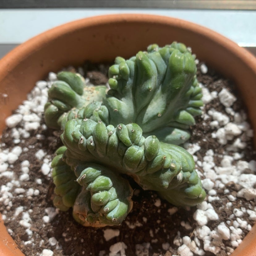 🦕 How Much Humidity Does My Dinosaur Back Plant Need?