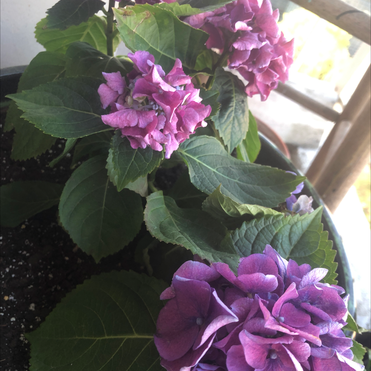 Best Soil for French Hydrangea