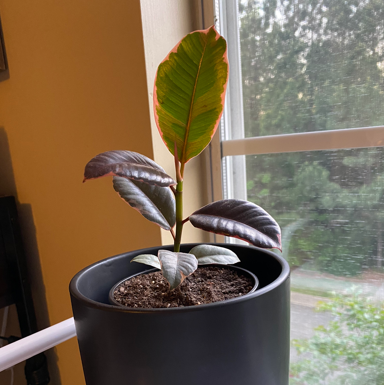 Why Are There Black Spots On My Ficus 'ruby' Leaves?
