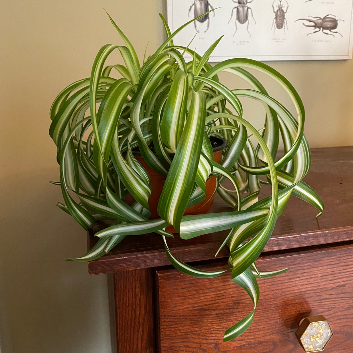 🕷 Why Is My Curly Spider Plant Not Doing Well?
