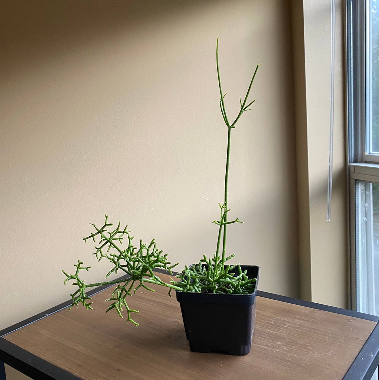 🐛 What To Do About Bugs on My Mistletoe Cactus?