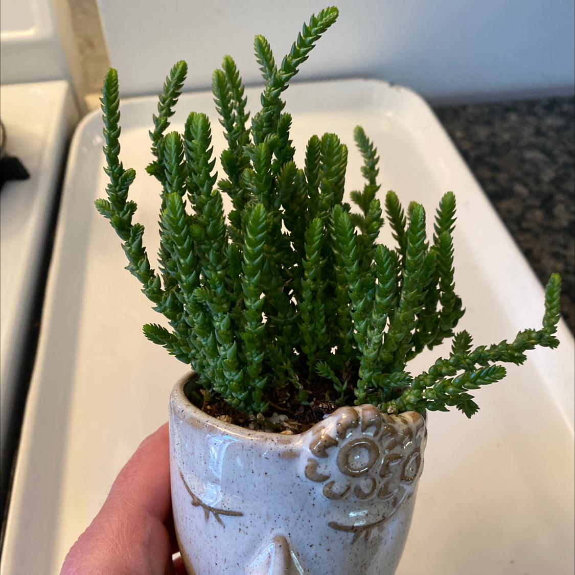 10 Advantages of Having a Watch Chain