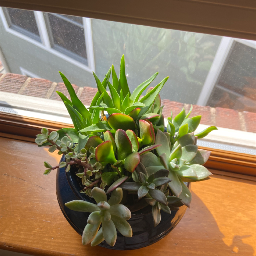 Why Are My Red Pagoda Leaves Falling Over?