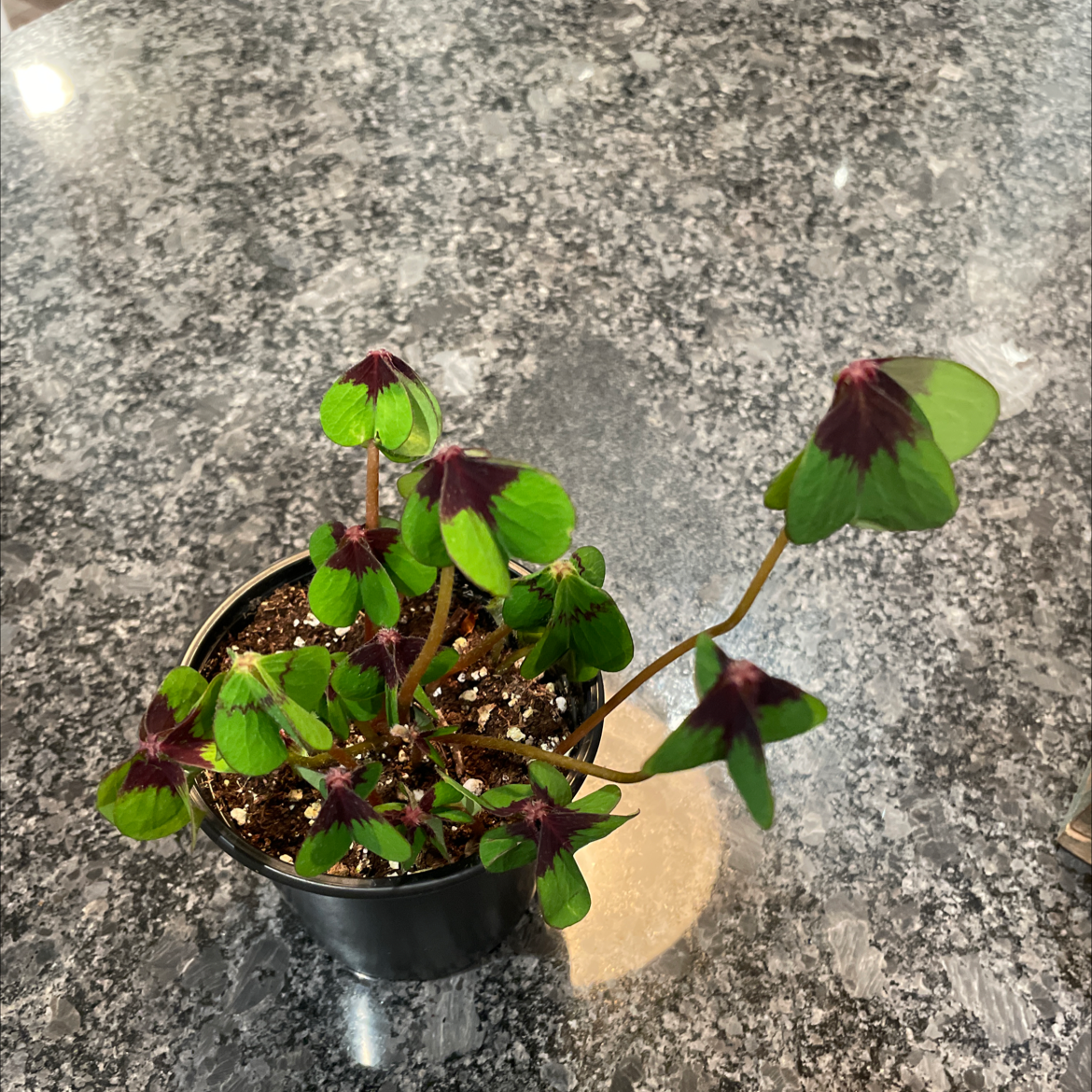 🍀 Propagating Your Shamrock: Step-by-Step Guide