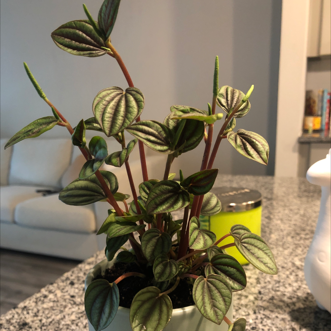 Why Are There Black Spots on My Piccolo banda Leaves?