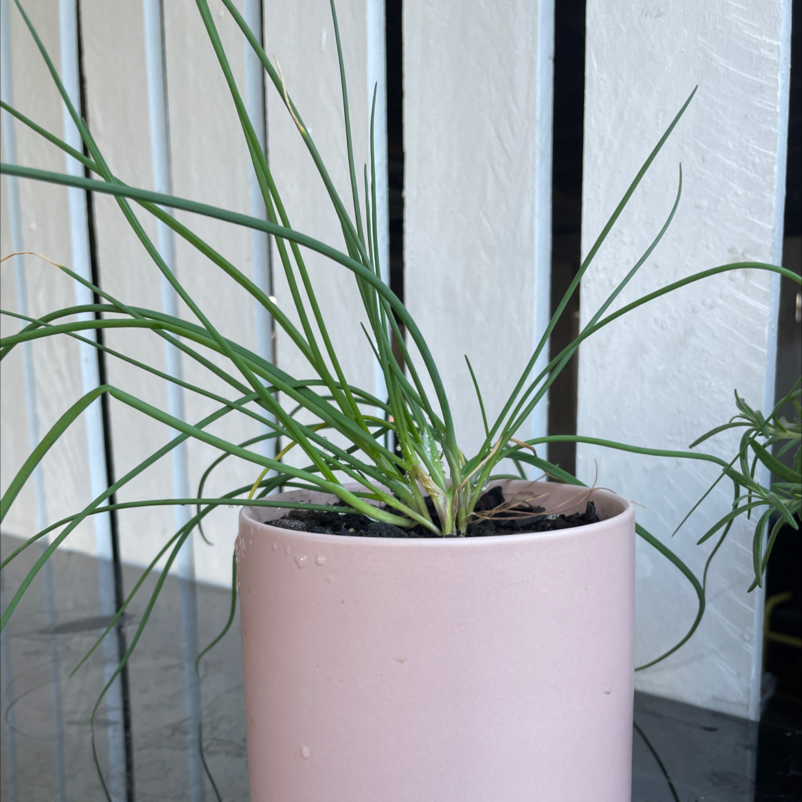 Why Are My Chinese Chives Leaves Falling Over?