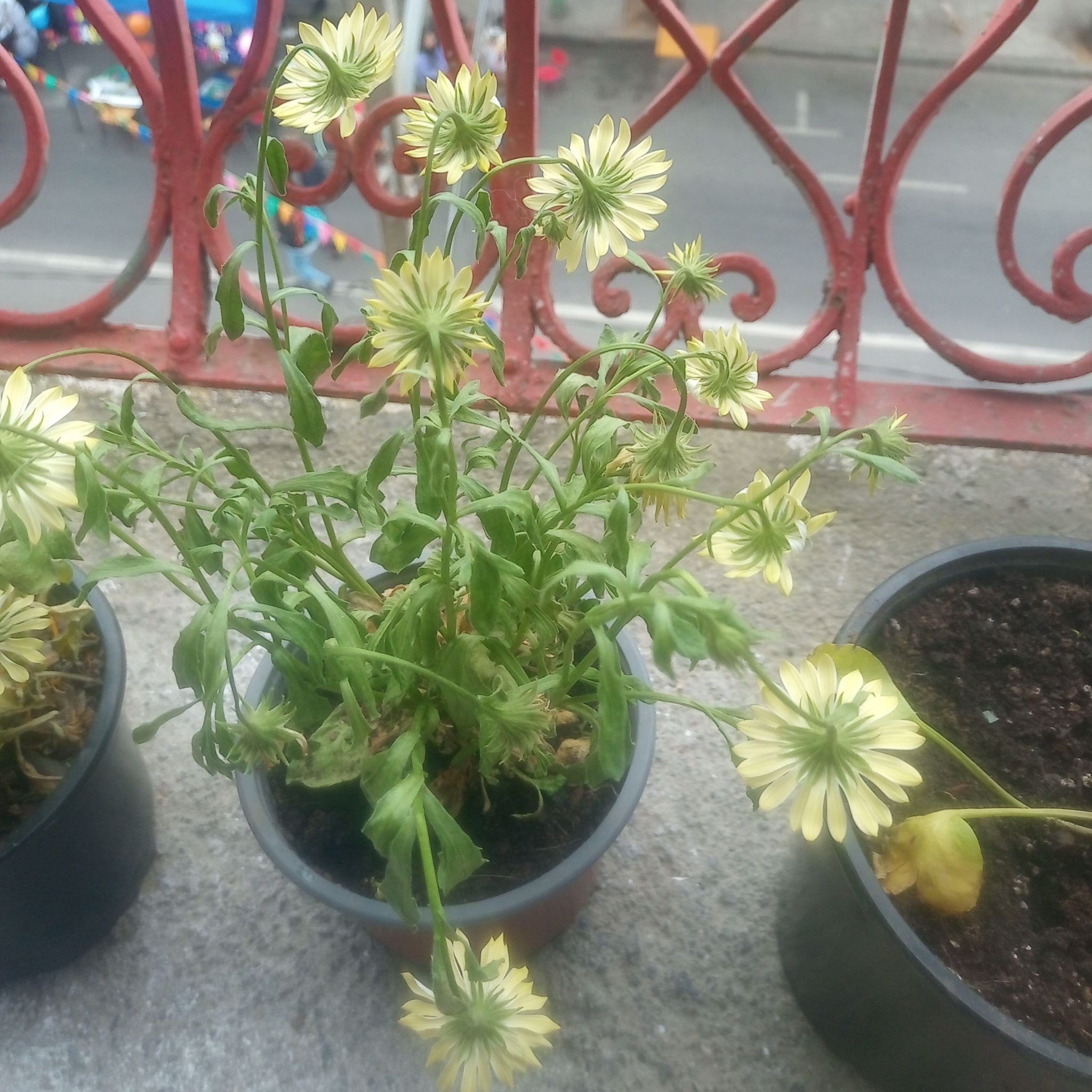 Why Is My Marguerite Daisy Not Doing Well?