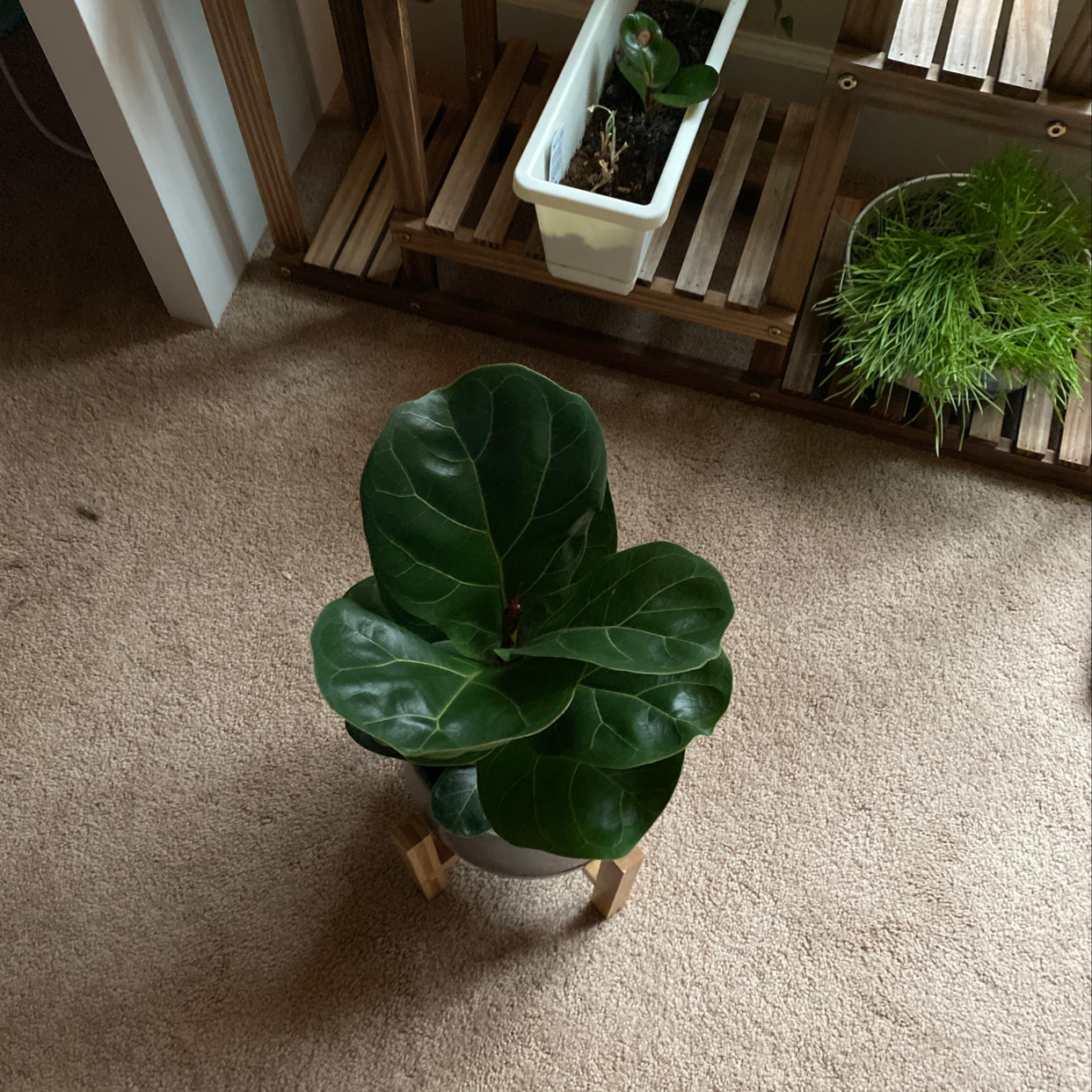 Fiddle Leaf Fig Root Rot Solutions 🔧