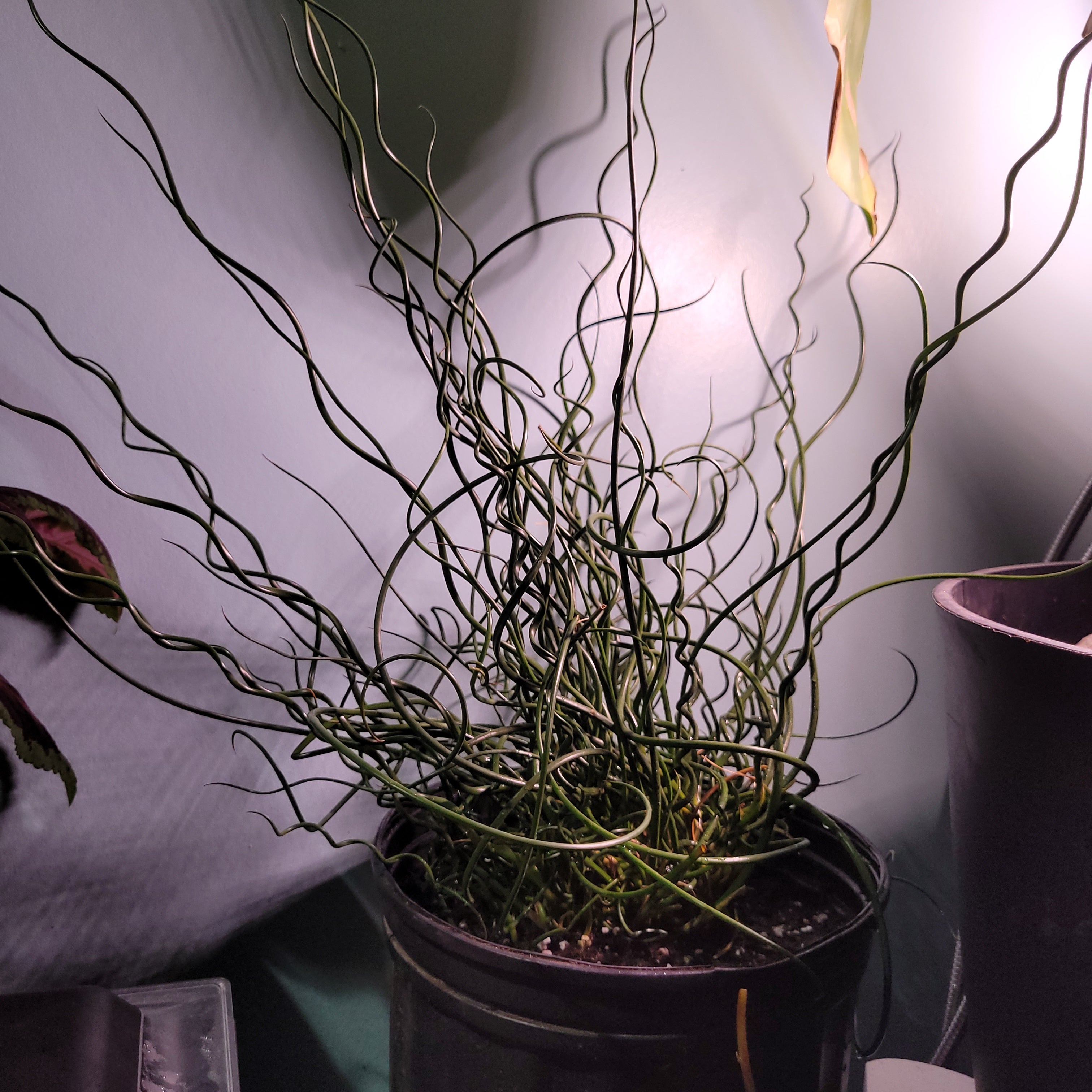 🍾 When and Where Should I Trim My Corkscrew Rush?