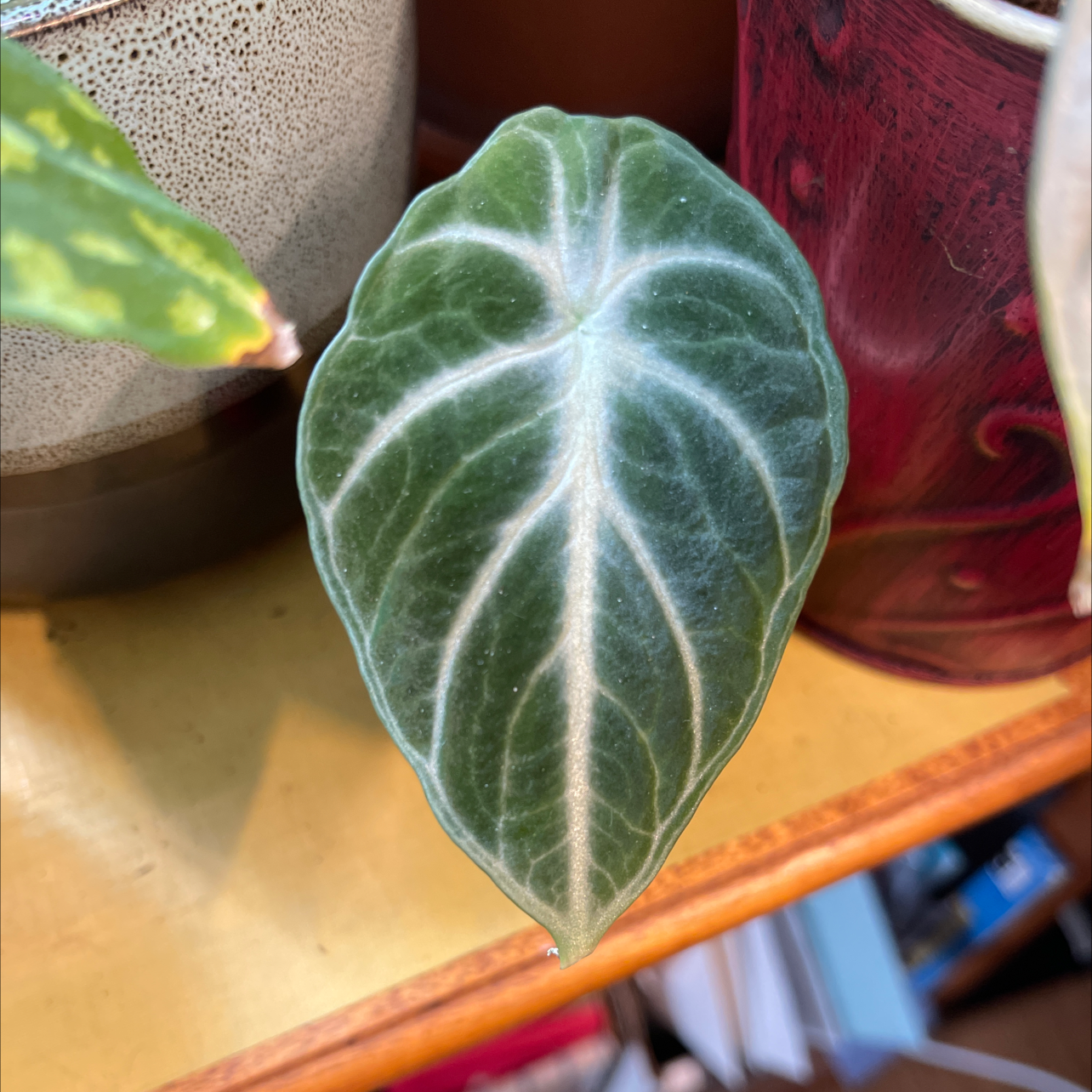 Why Are There Black Spots on My Alocasia 'Ninja' Leaves?