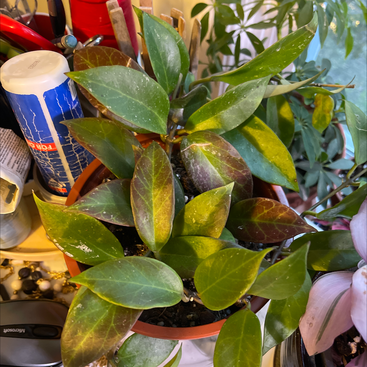 hoya 'sunrise' root rot Solutions