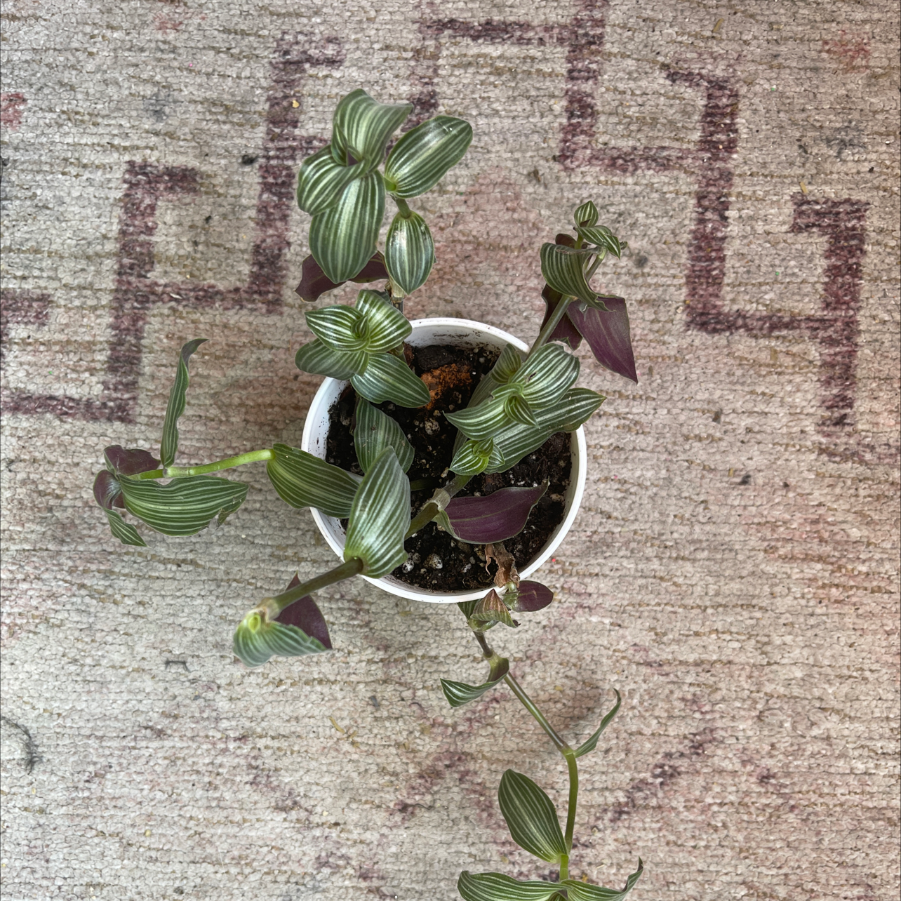 Light Requirements For My Tradescantia Blushing Bride