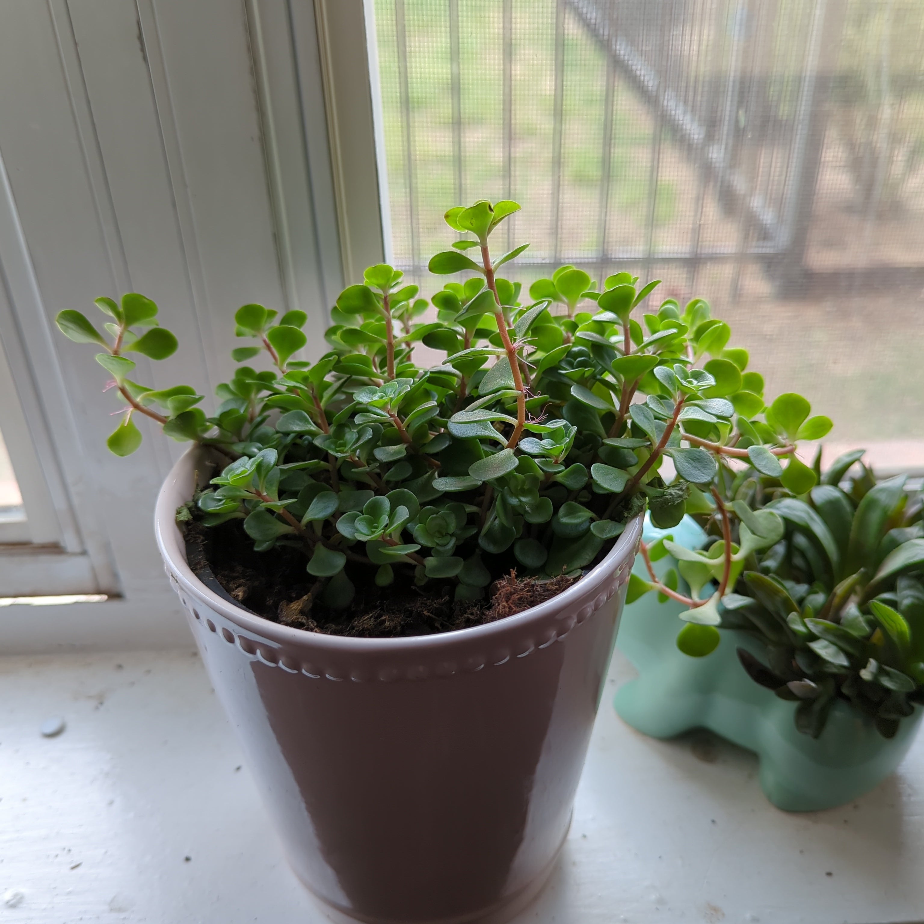 Propagating Chinese Sedum: Step-by-Step Guide