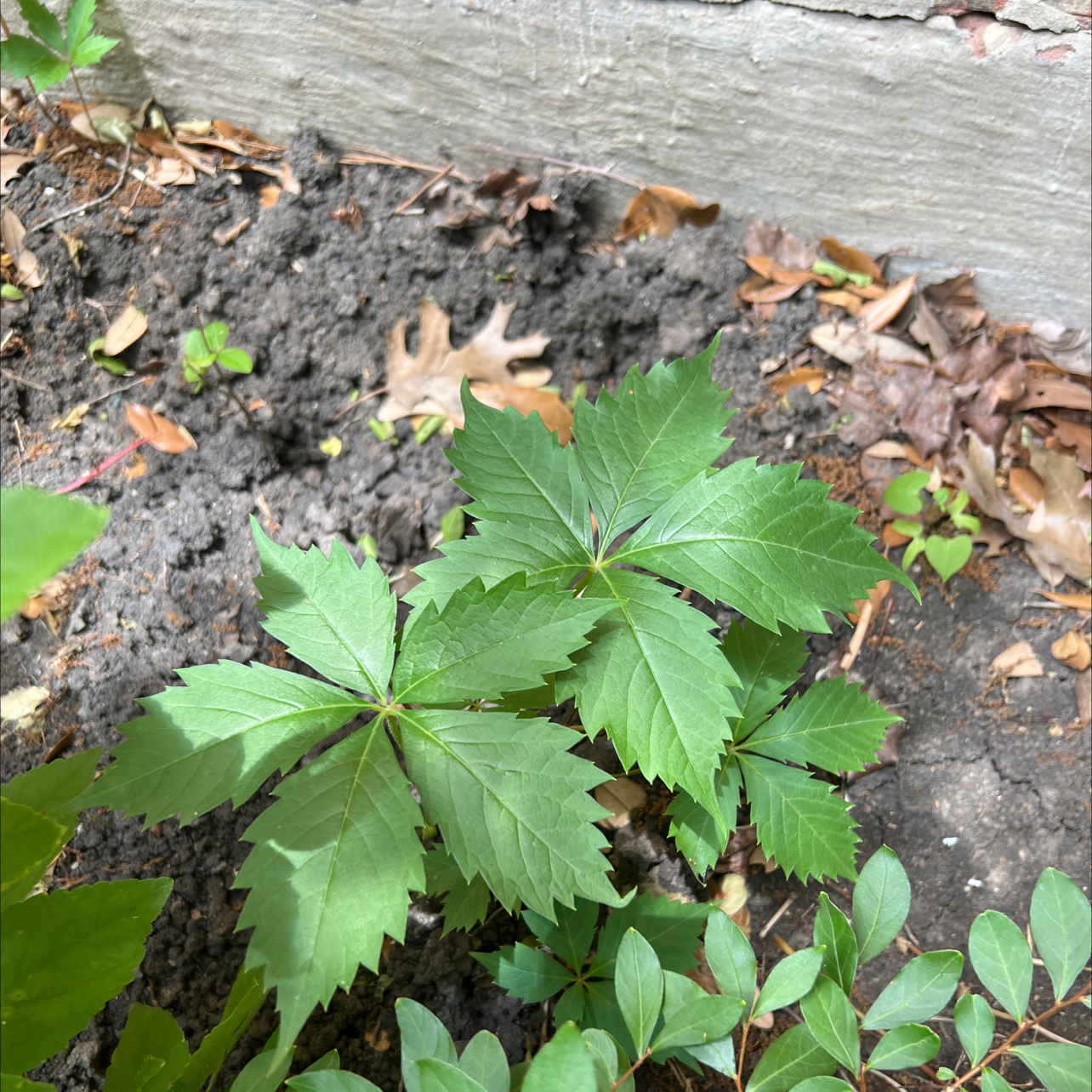 Best Soil for Virginia Creeper