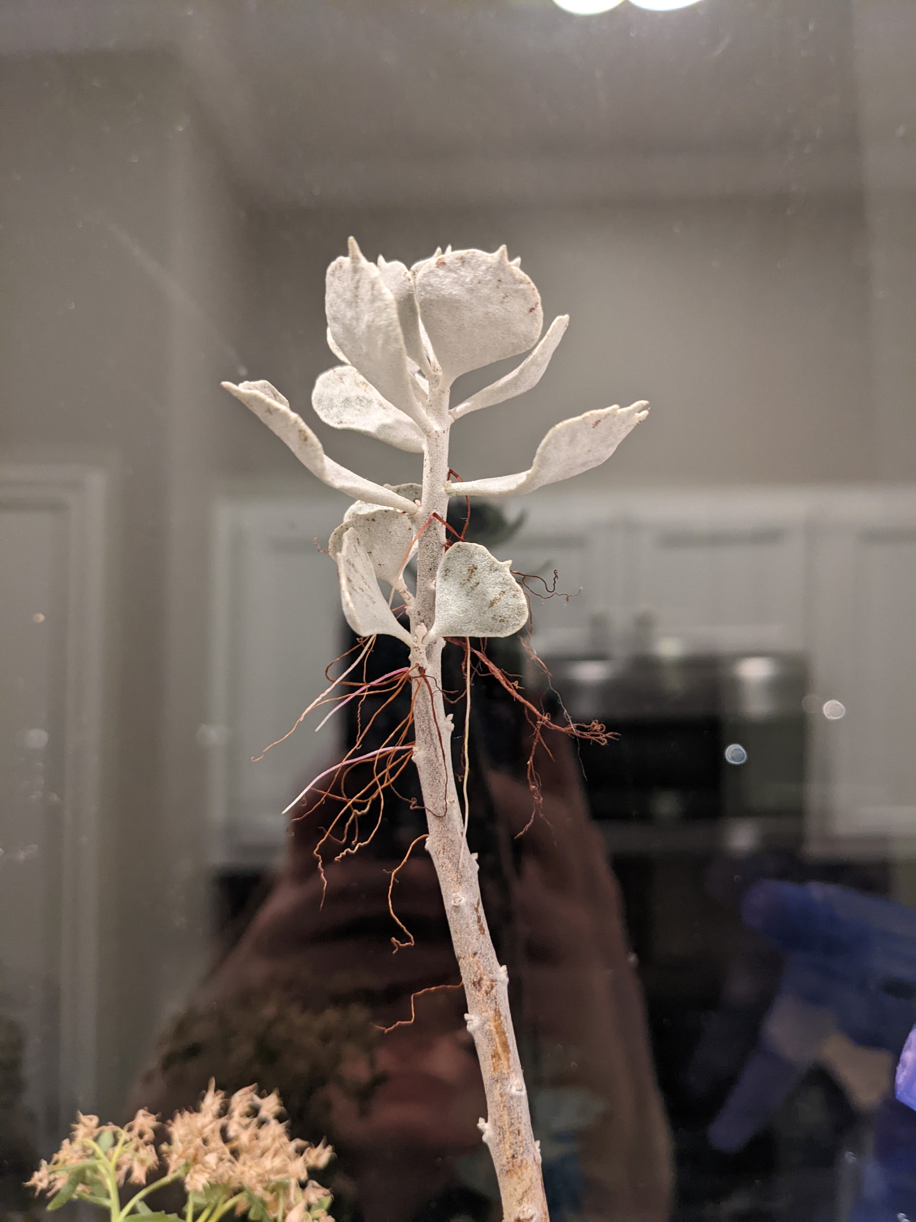 Mando (Home) | A plant by @RightlyCosmo on Greg