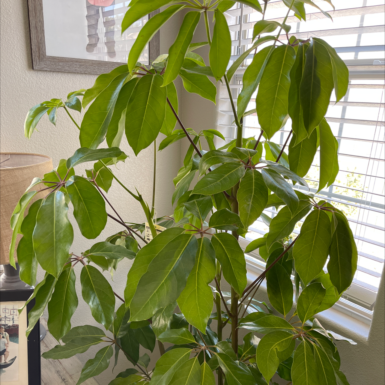 🙁 Why Are My Octopus Tree Leaves Droopy?