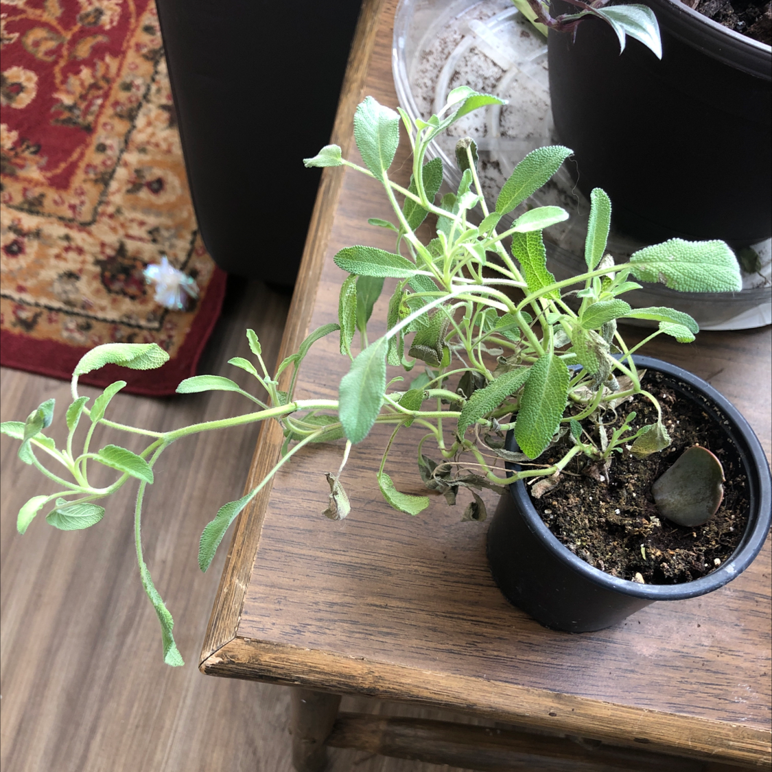 Symbolism and Benefits of the Common Sage