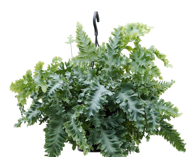 Why Is My Blue Star Davana Fern Not Doing Well? Why Is My Blue Star Davana Fern Not Doing Well?