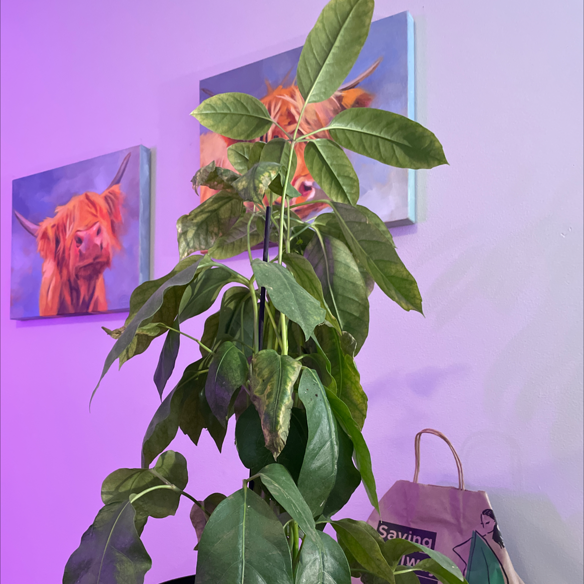 🐙 10 Advantages of Having a Octopus Tree