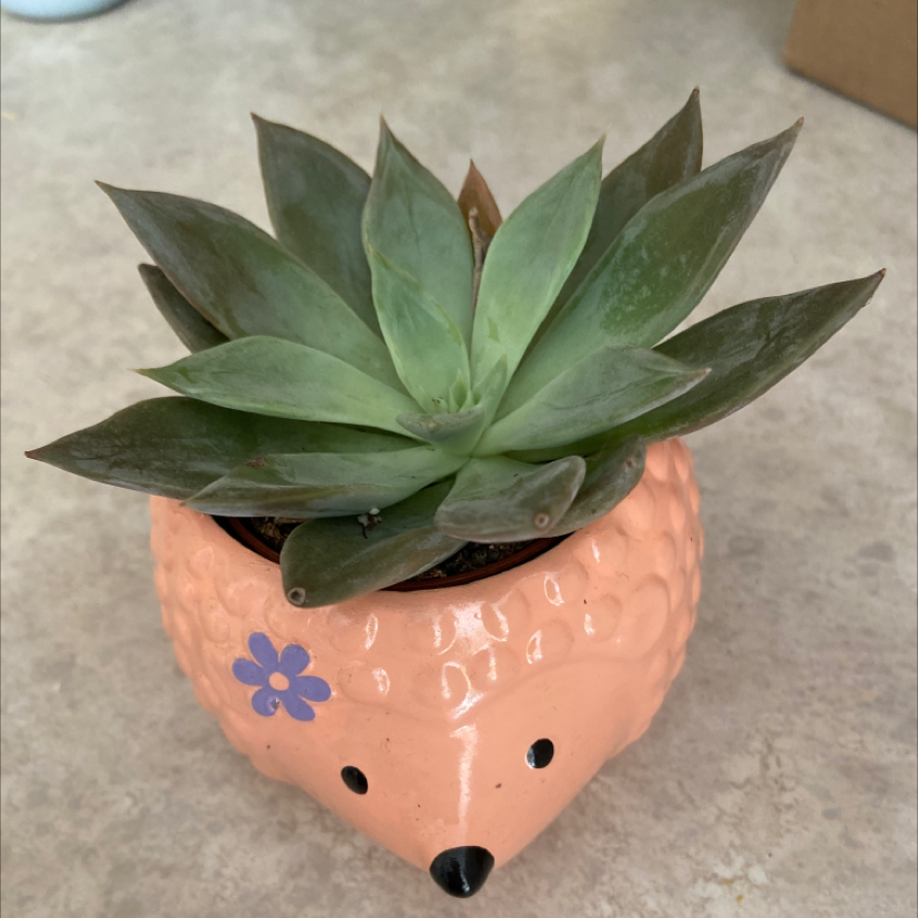 How to Fertilize Your Echeveria 'Arrow Setosa'