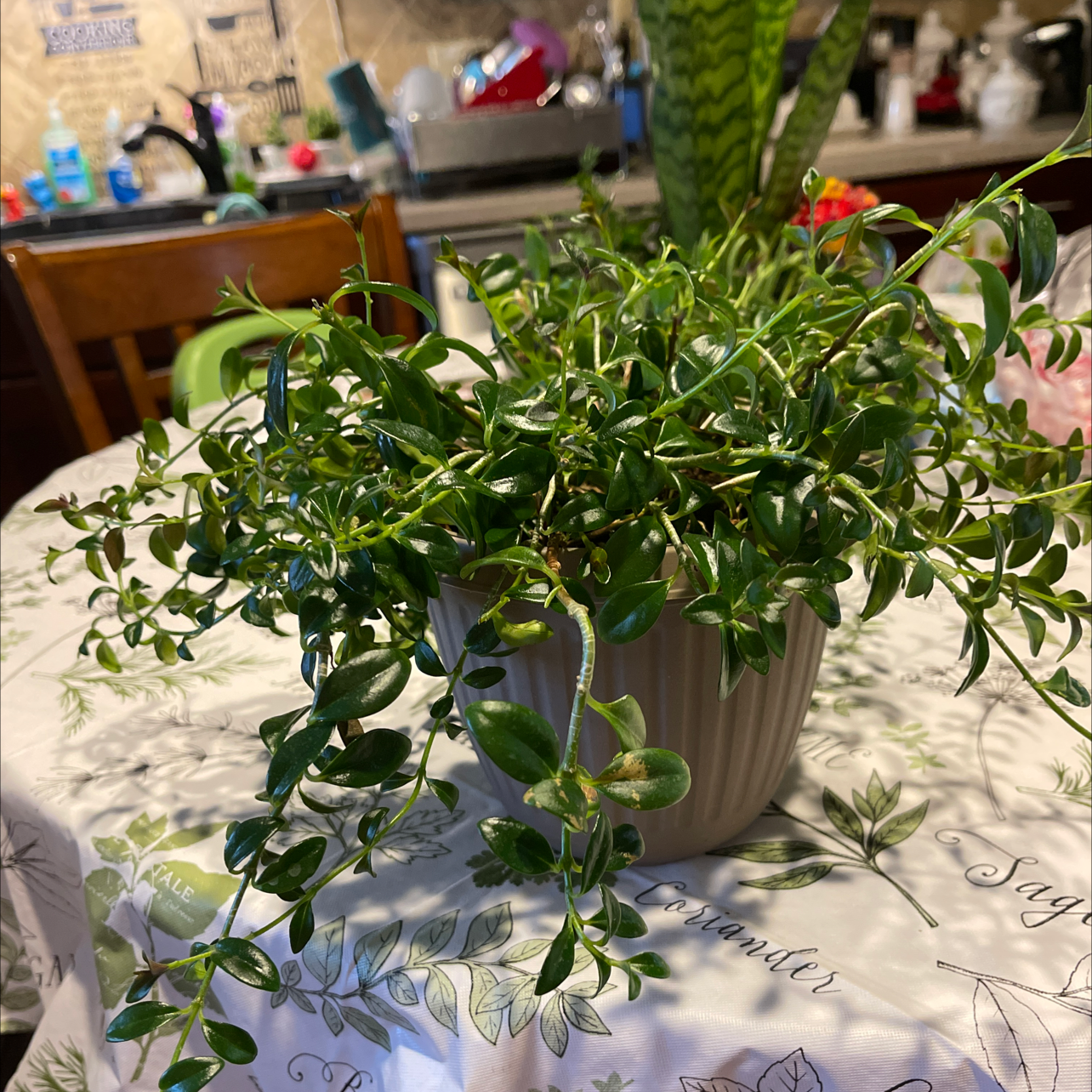 How To Prune Goldfish Plant