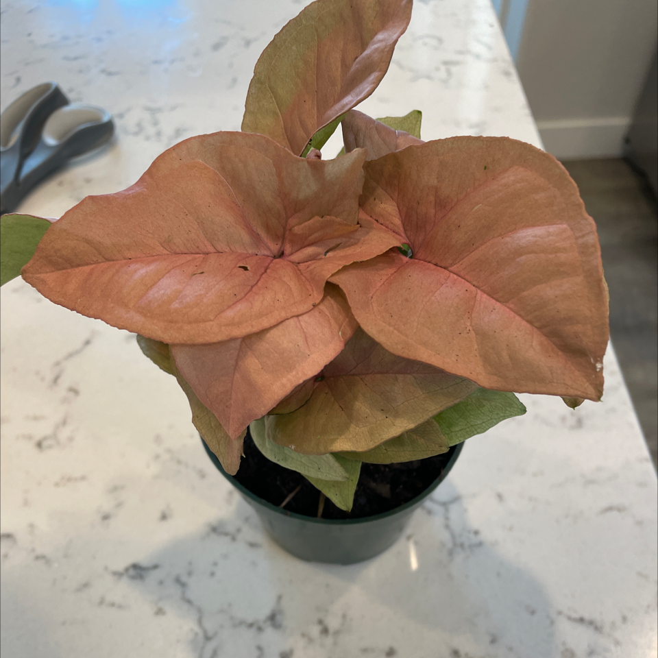 How to Propagate Your Syngonium 'Green'