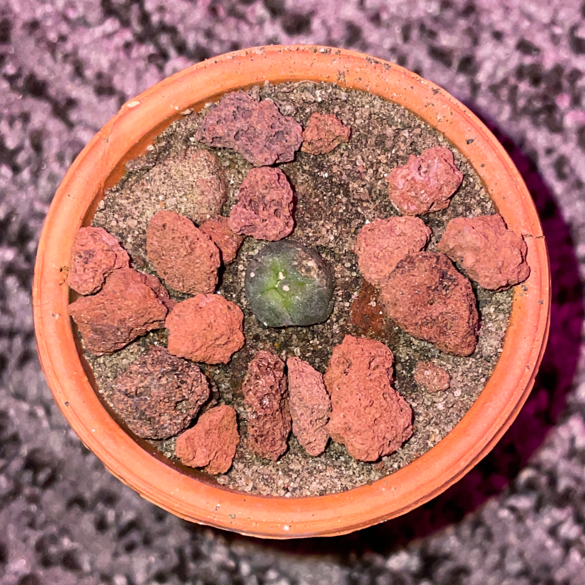 Symbolism and Benefits of the Peyote